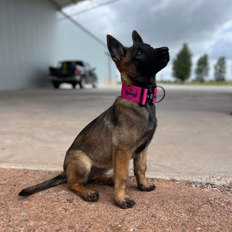 DuraDog Hot Pink Cobra Clip Collar (Large Only-Fits Neck 50cm-71cm ...