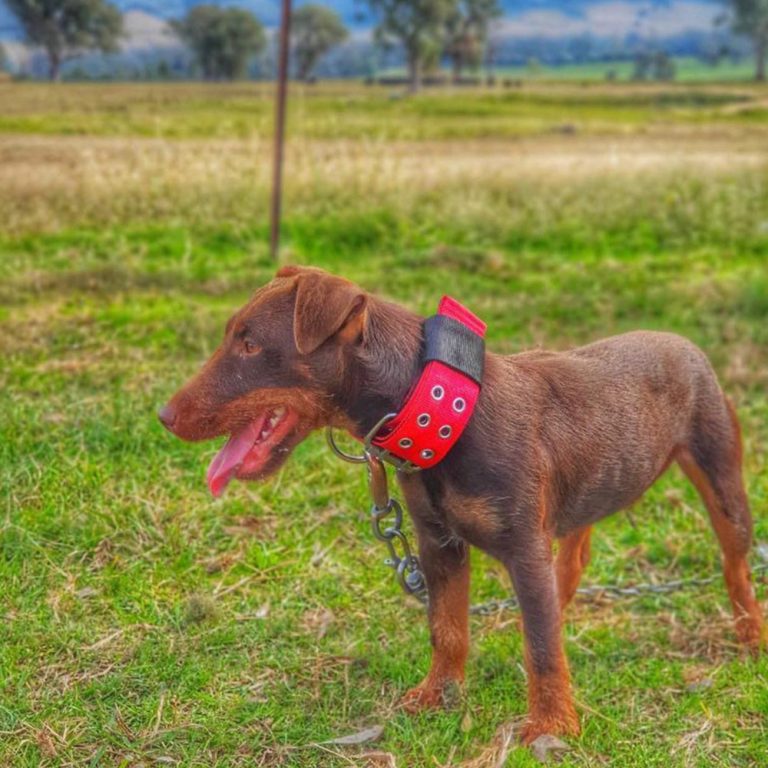 DuraDog Red Padded Sporting Collar (Small-28cm-40cm) (Large-53cm-66cm ...